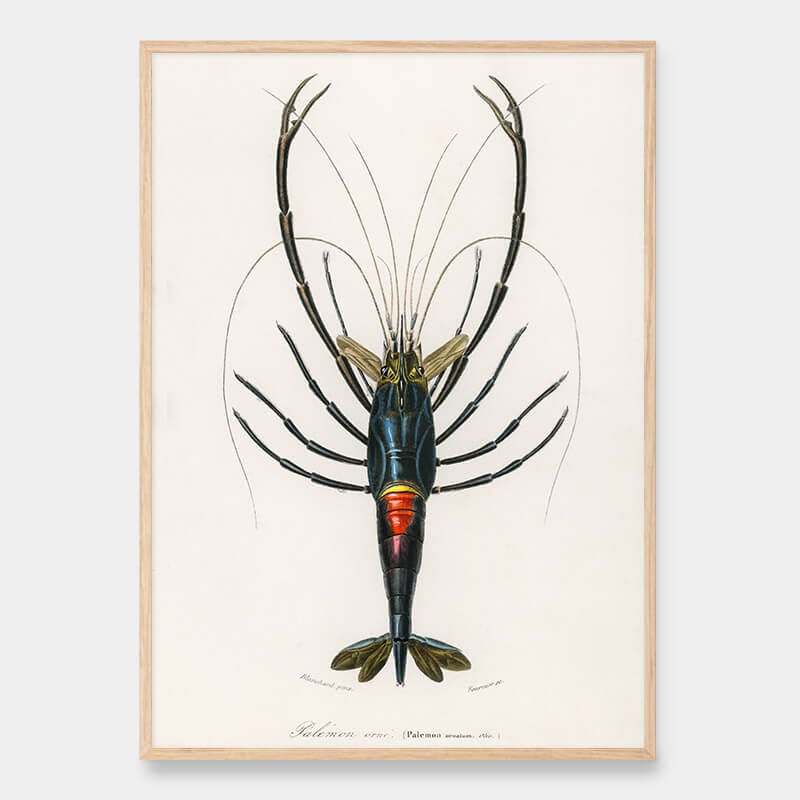 Flodkrebs - Charles Dessalines D' Orbigny plakat | PlakatKunst.dk